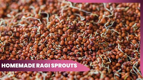 Homemade Sprouted Ragi A Superfood For Health And Well Being Fitness