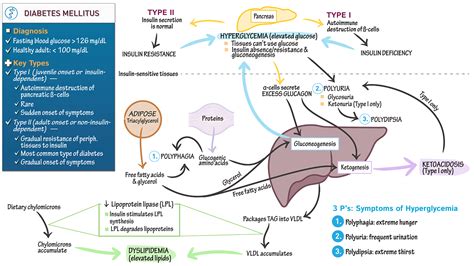 Endocrine System Diabetes Mellitus Draw It To Know It
