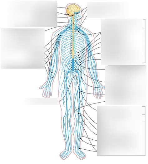 Spinal Nerves Diagram Quizlet