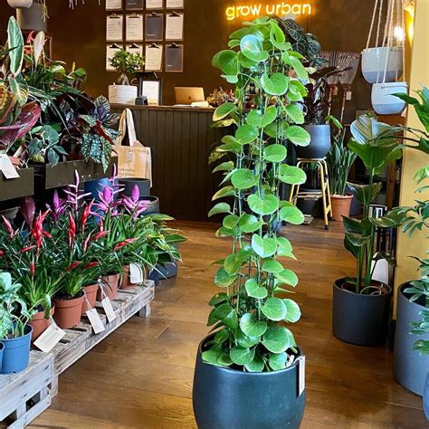 Money Plant Care At Home