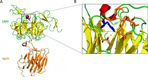 3d View Of β1 Propeller Domain Of Lrp4 In Complex With Agrin Involving Download Scientific