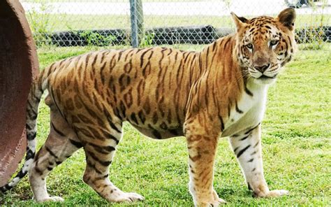 Tigon The Parody Wiki Fandom