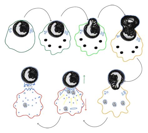 Model Of Enucleation A Schematic Representation Of The Enucleation