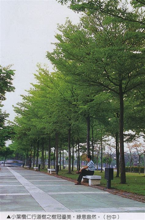 小叶榄仁 花瓣网