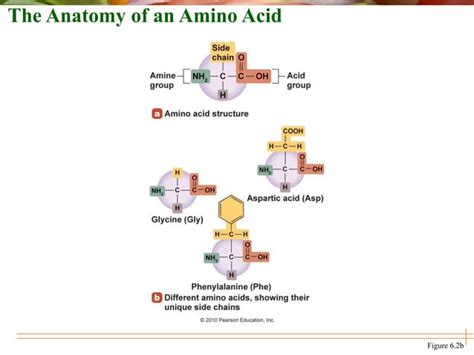 Structure Classification And Functions Of Amino Acids Ppt