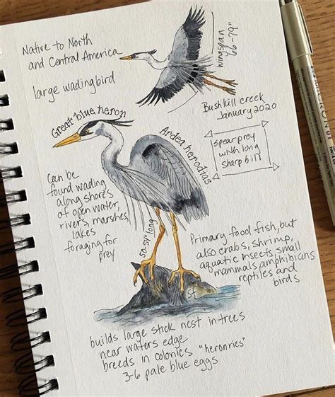 Field Journals Documenting The Natural World Artofit