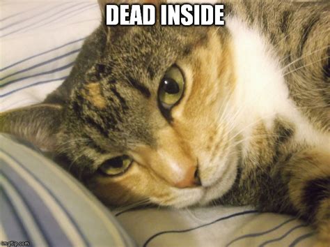 Dead Cats Memes