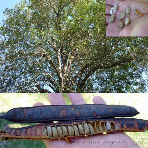 Cassia Tree Seeds Buy Pioneer Agro Cassia Siamea Senna Tree Seeds