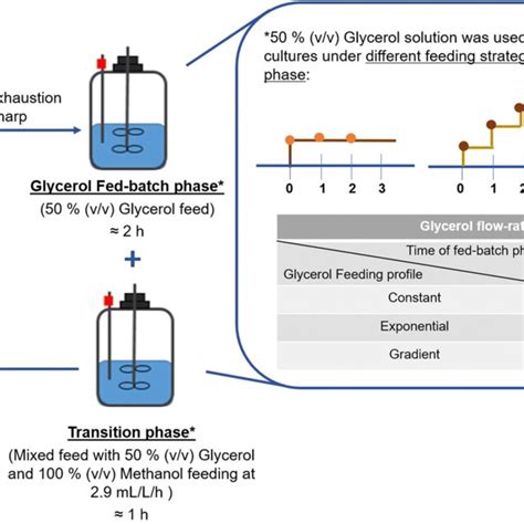 Detailed Schema Of The Fermentation Process Implemented And Developed