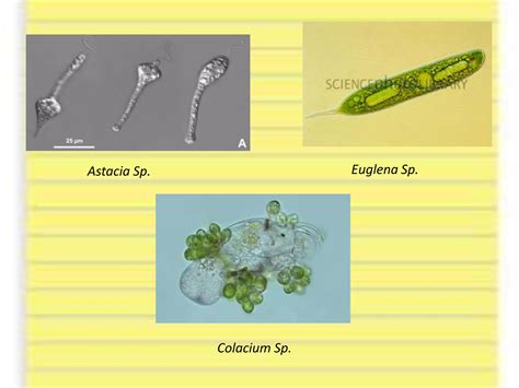 Pyrophyta Dan Euglenophyta Pptx
