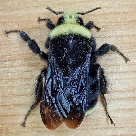 Bombus Vosnesenskii Yellow Faced Bumble Bee 10000 Things Of The Pacific Northwest