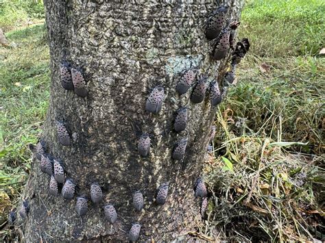 From Bugs To Trees A Md Arborists Tips For Spotting Invasive Species