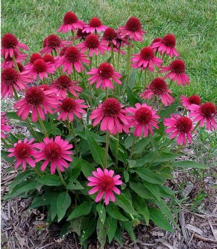 Echinacea Delicious Candy Echinacea Noortdeli Delicious Candy