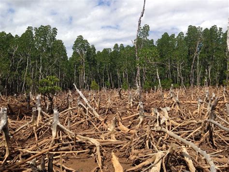 World Wednesday The Harmful Effects Of Deforestation Hawk Eye