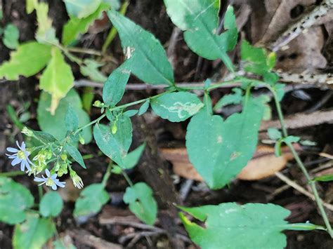Arrow Leaved Aster Symphyotrichum Urophyllum [asteraceae] Western Carolina Botanical Club