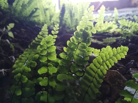 Beautiful Mini Green Fern Bolbitis Heudelotii Mini Aquatic Fern In The Cave Stock Image