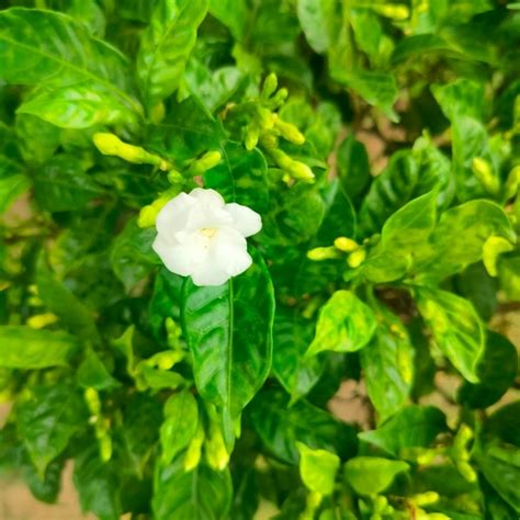 Abhash Official Youtube