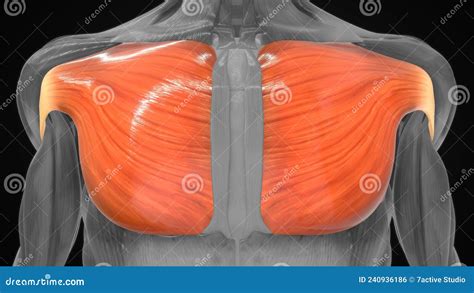 Convergent Muscle