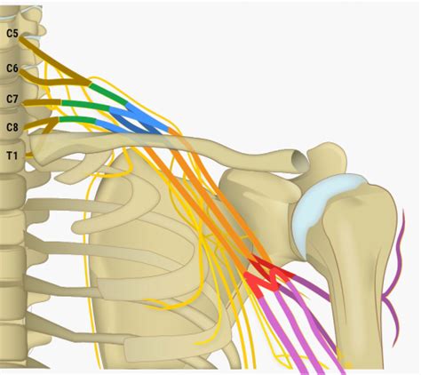 Ubrcolumbia Drawing Brachial Plexus And Adjacent Structures No