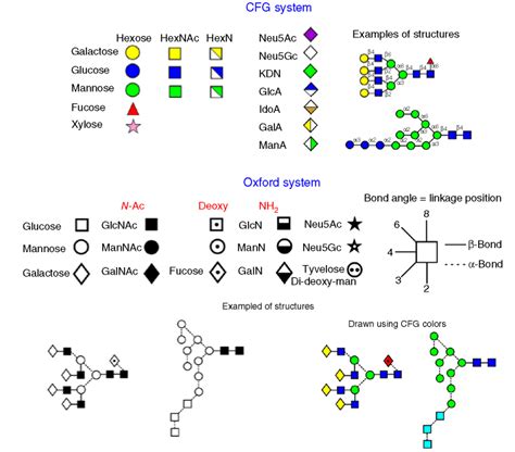 Protein Linked Glycans Analysis Of Protein Post Translational Modifications By Mass Spectrometry