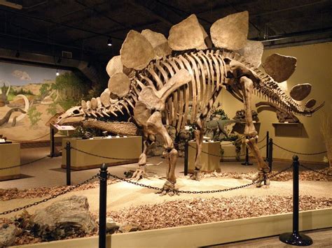 Dinosaur Fossil Museum
