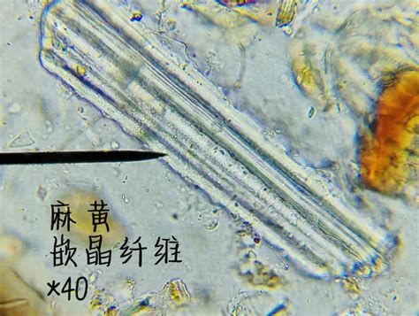 麻黄中药显微特征详解