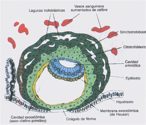 Histogénesis