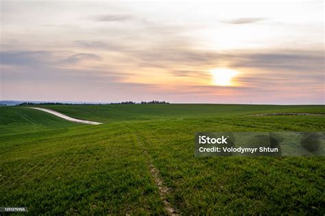 필드에서 자라는 젊은 녹색 밀 모종 미숙한 젊은 곡물 밀을 성장하는 농업 분야 토양에서 자라는 밀 일몰의 필드에 싹이 호밀에