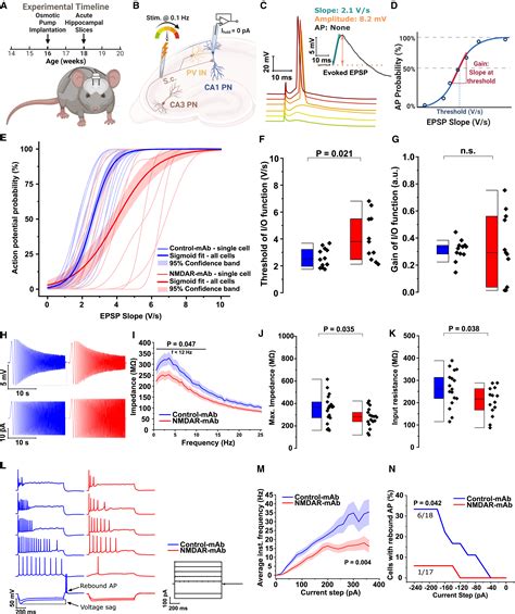 Human Nmdar Autoantibodies Disrupt Excitatory Inhibitory Balance Leading To Hippocampal Network