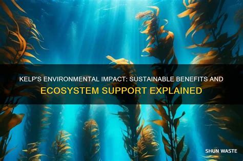 Kelps Environmental Impact Sustainable Benefits And Ecosystem Support