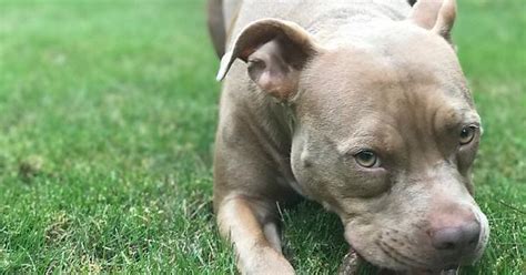 My Big Scary Pit Imgur