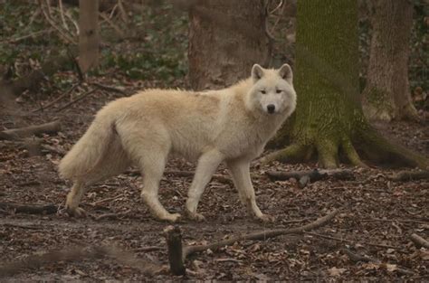 White Wolf 16 By Lakela On Deviantart White Wolf Wolf Photos Dire Wolf