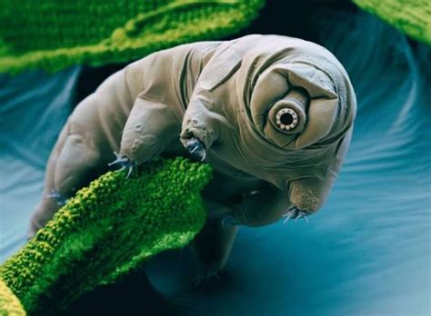 Harnessing Tardigrade Resilience A Breakthrough In Human Cell Survival