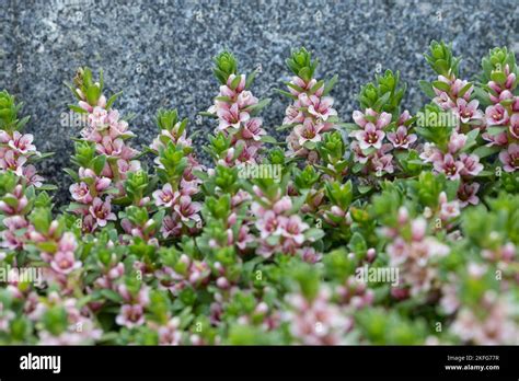 Strand Milchkraut Strandmilchkraut Milchkraut Glaux Maritima
