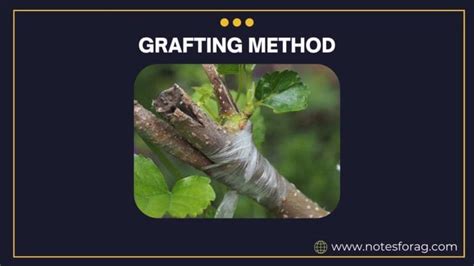 Grafting Method Of Plant Propagation Best Notes For Ag
