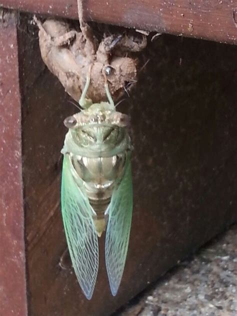 Green Insect With Open Wings