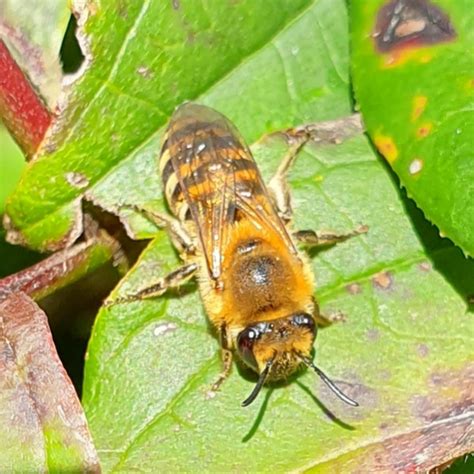 Abeja De Las Hiedras Colletes Hederae Picture Insect