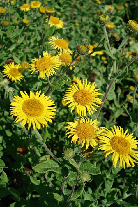 Pulicaria Dysenterica Burgenland Flora