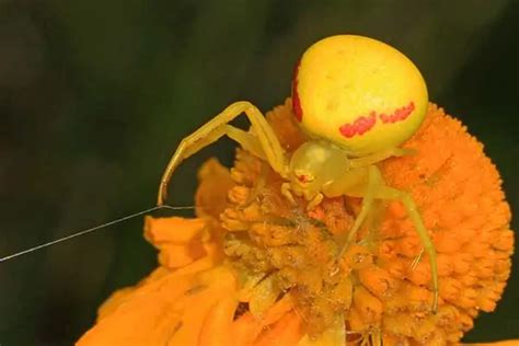 8 Interesting Spiders That Look Like Crabs Wildlife Informer