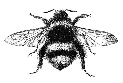 Bumblebee Insect Drawing Skill
