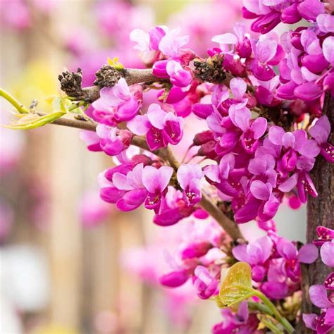Cercis Oriental