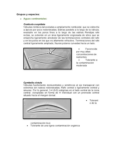 Grupos Y Especies De Cryptophyta Pdf