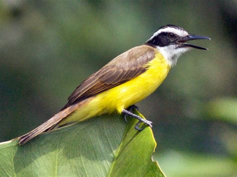 Pecho Amarillo Orillero Ebird