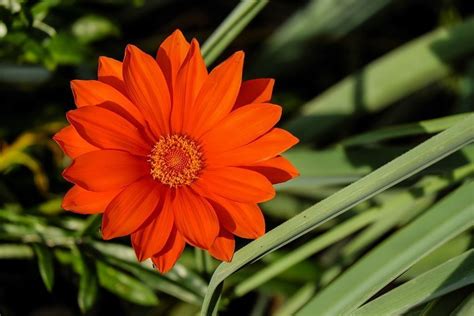 Ejemplo De Plantas Perennes