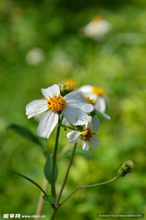 白花鬼针草摄影图花草生物世界摄影图库昵图网