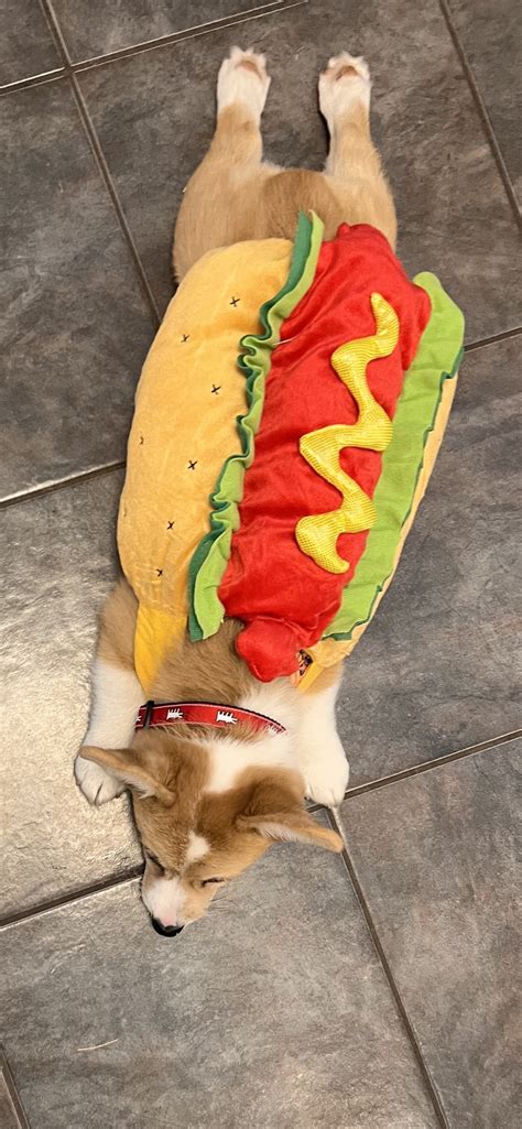 Hot Dog Sploot Imgur