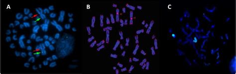 What Are The Differences Between Dna Fish And Rna Fish Creative Bioarray