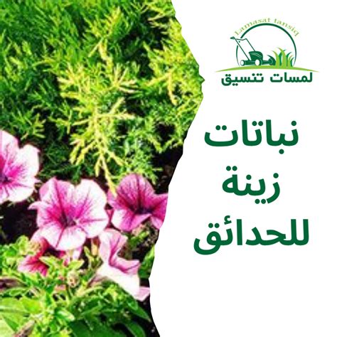 نباتات زينة للحدائق 0551947017 خصومات حصرية