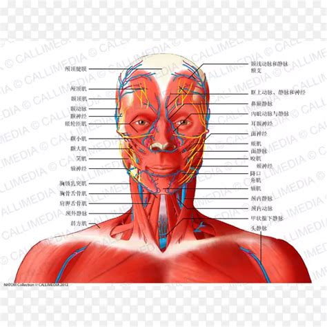 人体头部与颈部解剖图png图片素材下载图片编号1489990 Png素材网