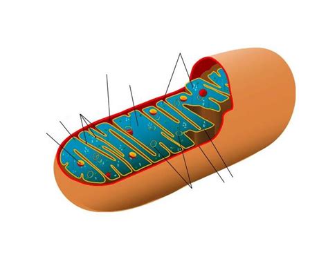 Mitochondria Quiz